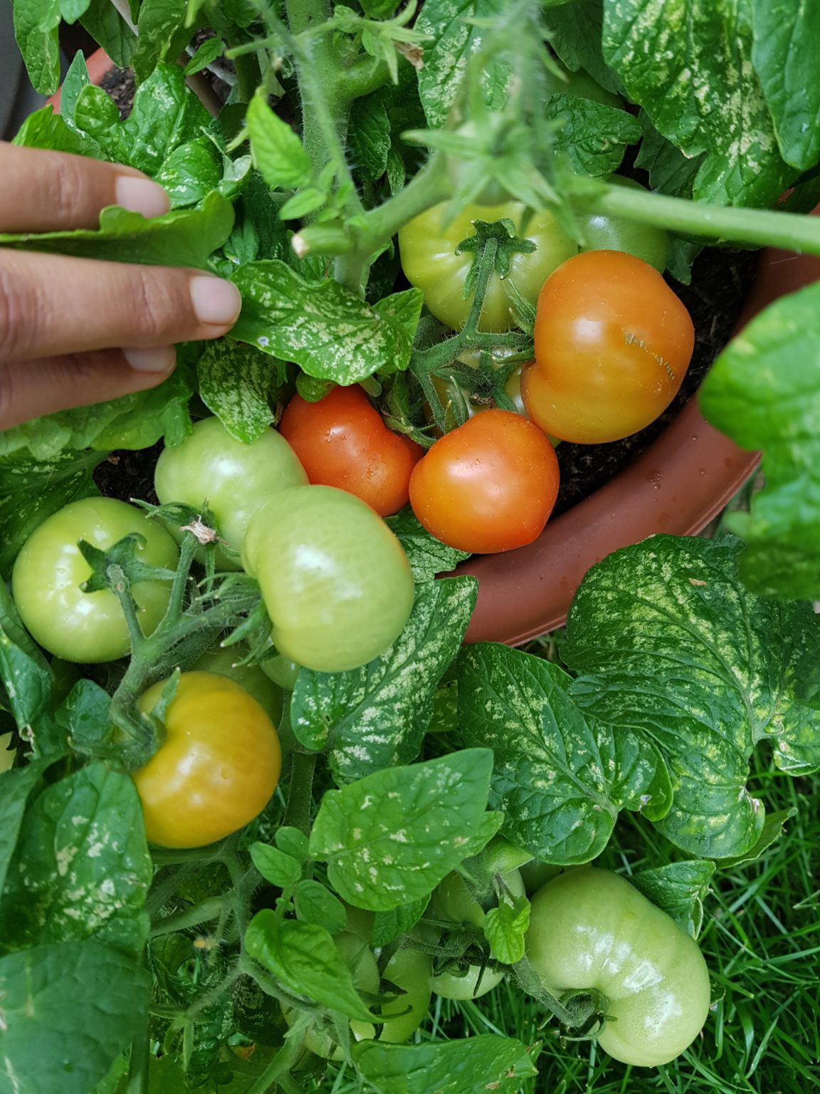 Andhra Pachi Tomato Pachadi{Raw Green Tomato Chutney) - Fat Rainbow